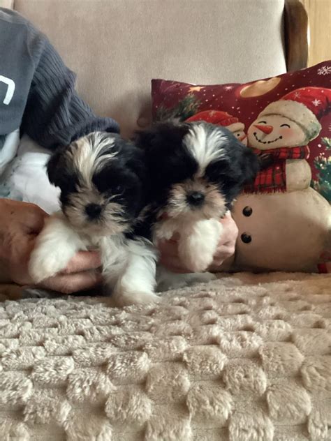 Shih tzu piesek gotowy do odbioru Zabłudów Kolonia OLX pl