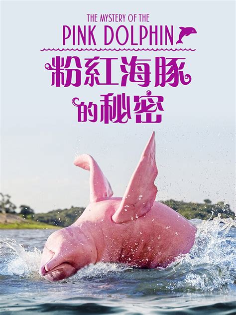 粉紅海豚的秘密｜電影免費線上看｜kktv