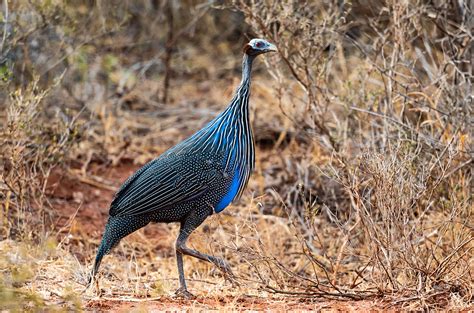 How Fast Were Dinosaurs These Mud Covered Birds May Show Us Science