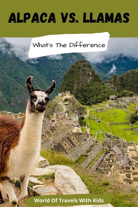 Difference Between An Alpaca Vs Llama Differences Similarities Macchu Picchu Inca