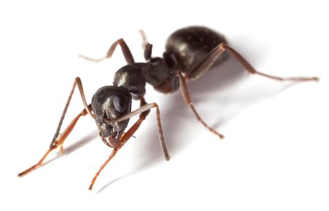 Black Garden Ant Vs Carpenter Ant