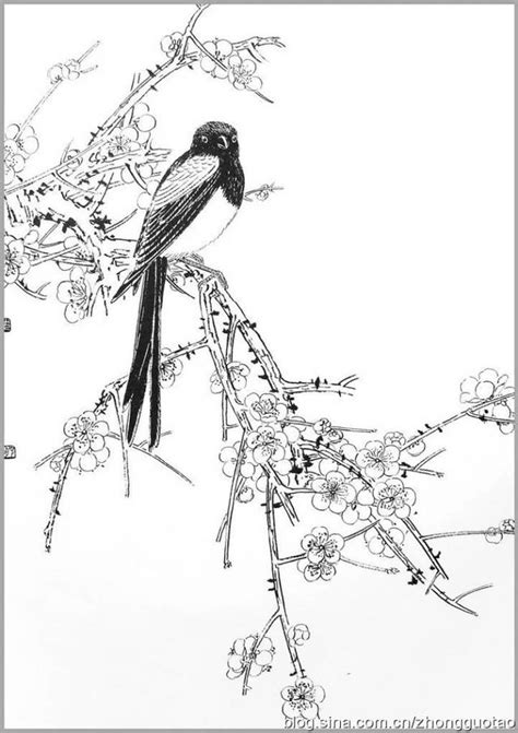 工筆畫 梅花之白描勾線稿乾貨 每日頭條