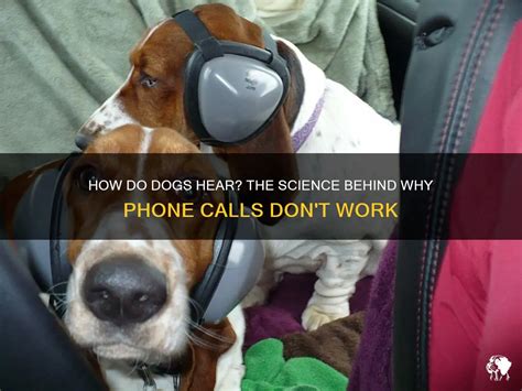 How Do Dogs Hear The Science Behind Why Phone Calls Dont Work Petshun