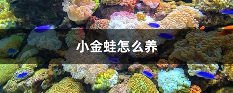 小金蛙怎么养 鱼百科