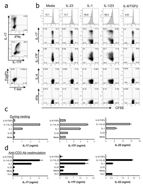 Critical Regulation Of Early Th17 Cell Differentiation By Il 1