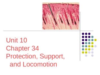 Integumentary Muscular And Skeletal System Overview With Pictures
