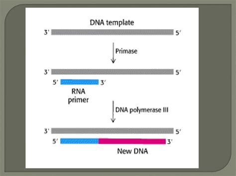 2 Dna Replication Pro And Euk Ppt