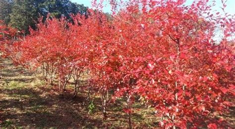 王国の風景をご紹介します 日本最大のダチョウ観光牧場「ダチョウ王国」