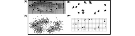 Full Generalized Procrustes Analysis A Position Of Twelve Landmarks Download Scientific