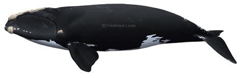 North Atlantic Right Whale Eubalaena Glacialis By Namu The Orca On