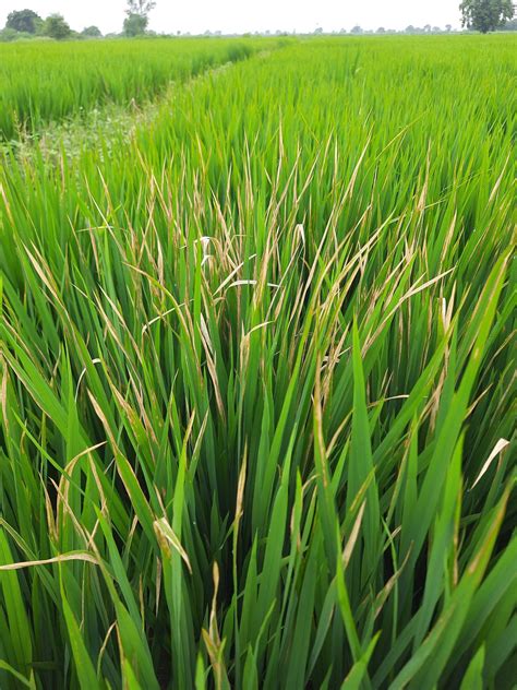 Major Insect Pests Of Paddy Crop And Their Control Measures