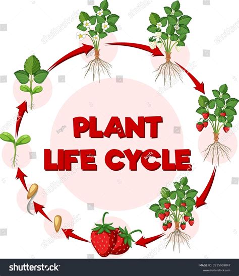 Life Cycle Strawberry Diagram Illustration Stock Vector Royalty Free