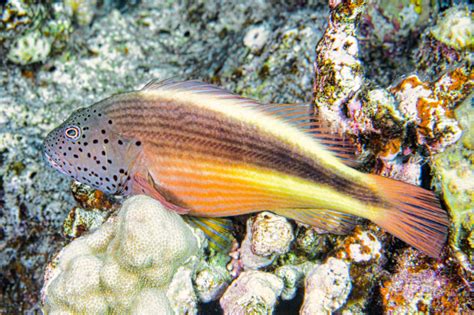 Poisson Faucon à Taches De Rousseur • Paracirrhites Forsteri • Fiche