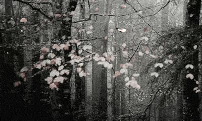 张爱玲花落的声音 枝头