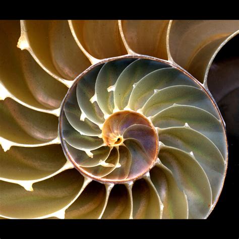 Nautilus Mathematics Being Beautiful Nautilus Spirals In Nature