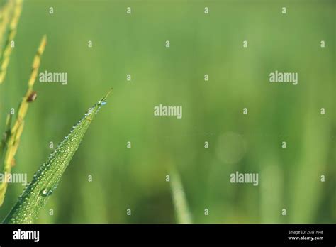 Dew Drops The Atmosphere In The Morning The Air Feels Fresh With Warm