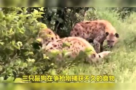 鬣狗和雄狮大战，将鬣狗吓退，抢过来剩下的食物鬣狗大战雄狮