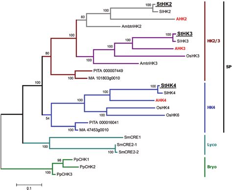 Phylogenetic Tree Of Ck Receptors Species Are Shown As Follows