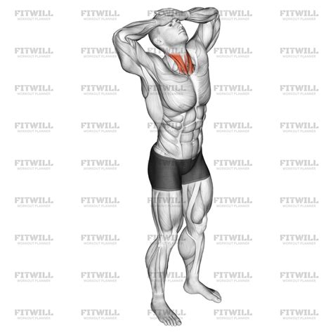 Neck Flexor Stretch Exercise Guide Techniques Benefits How To Muscles Worked Tips And Tricks