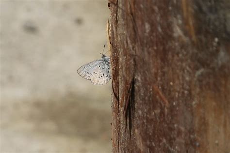 スギタニルリシジミ珍しい生態写真や生息地食草越冬亜種などを解説 蝶と昆虫のWEBメディア