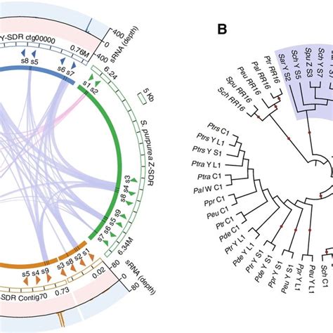 Identification Male Specific Expression And Phylogeny Of Partial Rr Download Scientific