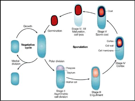 Bacillus Subtilis Spore
