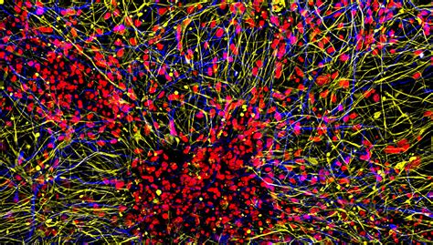 Investigation To Explore Brain Aging In Space To Fly On Spacex Crs 29