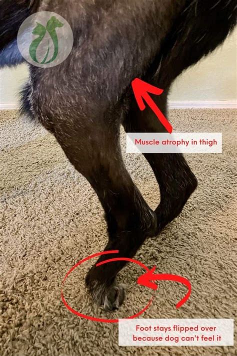 Old Dogs Back Legs Collapsing Solutions For Keeping Them On Their