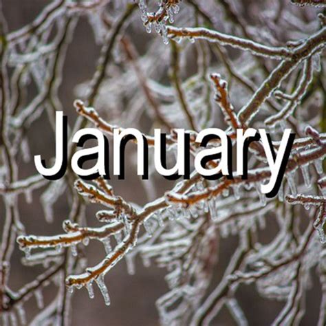 Things To Do In January Northwest Seed Pet
