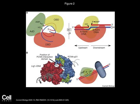 Dna Ligase Getting A Grip To Seal The Deal Ppt Download