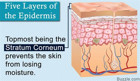 The Epidermis Which Is The Topmost Layer Actually Has 5 Sub Layers