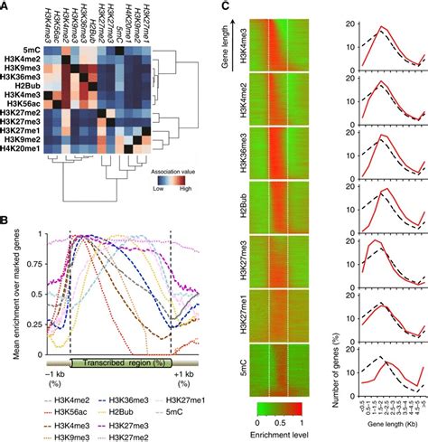 Distribution Of Chromatin Marks Over Genes A Pairwise Association