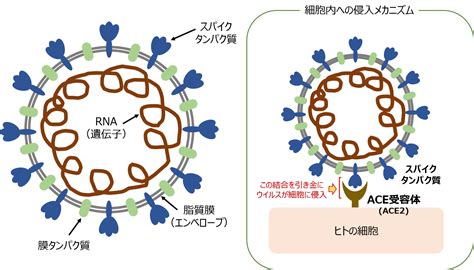 新型コロナワクチンと免疫のしくみ 埼玉工業大学 工学部 生命環境化学科（バイオ・環境科学専攻｜応用化学専攻）