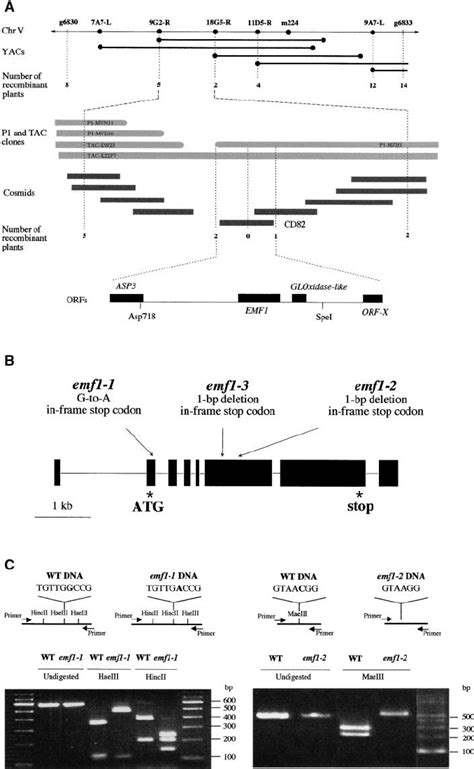 Map Based Cloning And Gene Structure Of Emf1 Download Scientific