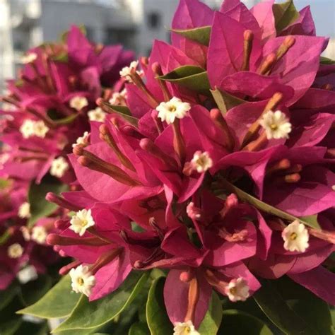 新手养花“3大坑”，赶紧避开，不然花都养不活！植株