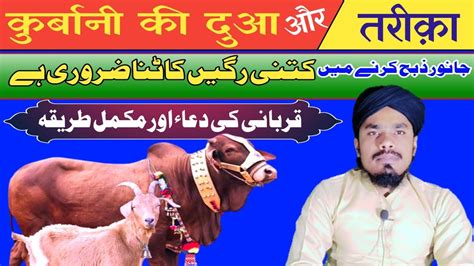 Qurbani Ki Dua Aur Tariqa Qurbani Karne Ka Tariqa Sunni Network Sn