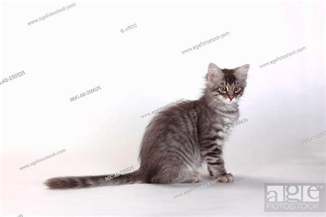 Siberian Forest Cat Kitten Months Blue Silver Tabby Siberian Cat Siberia Side Stock Photo