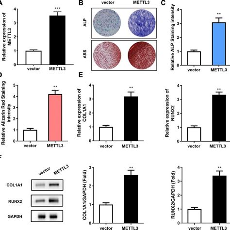 clinical expression of foxo1 and expression in pdlscs during osteogenic