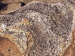 GC3XVJ0 ORVEC Fossil Wasp Nest Earthcache In Kentucky United States Created By ARF Adopted