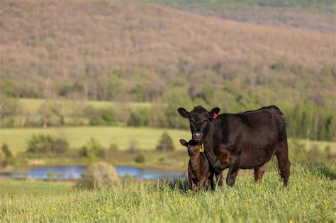 Cab Insider 90 Lean Trim Drives Round Primal Value Drovers