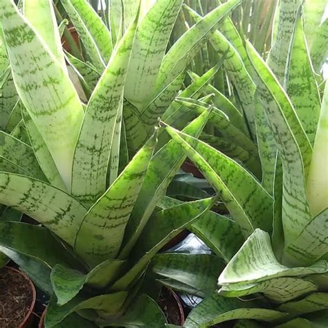 1 X Sansevieria Tough Lady Langue De Belle Mère Plante En Pot