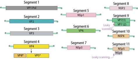Rotavirus Classification Morphology Genome Replication Pathogenesis Clinical Syndrome