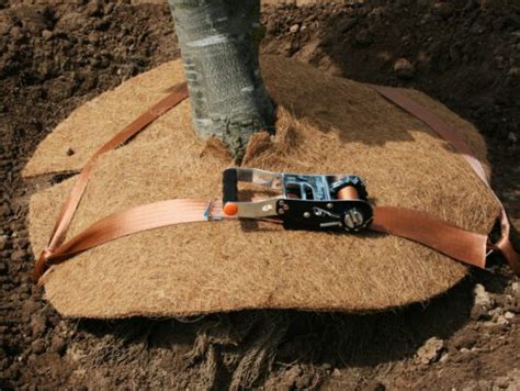 Root Ball Anchoring Greenmax Tree Anchoring