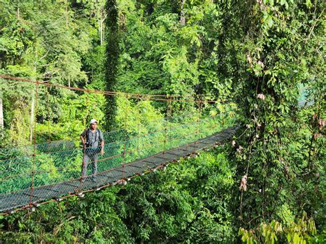 Premium Photo Man At Suspension Bridge In Tree Top Canopy Walkway In Danum Rain Forest Lahad