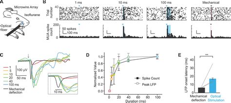 Figures And Data In Peripheral Optogenetic Stimulation Induces Whisker