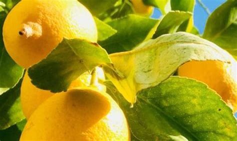 How To Care For Lemon Trees Keep Citrus Tree ‘happy With Simple Tips