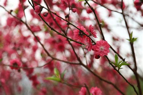 【桃花涧之桃花摄影图片】生态摄影朝云居太平洋电脑网摄影部落