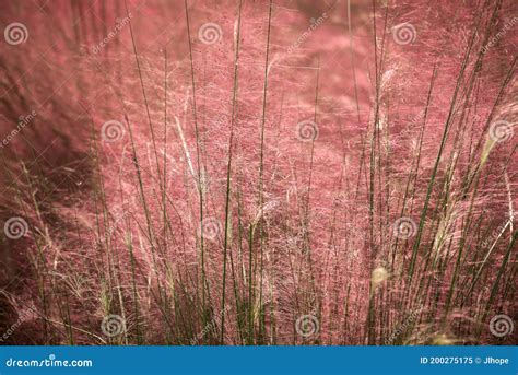 Pink Muhly Grass Muhlenbergia Capillaris On Field With Blue Sky