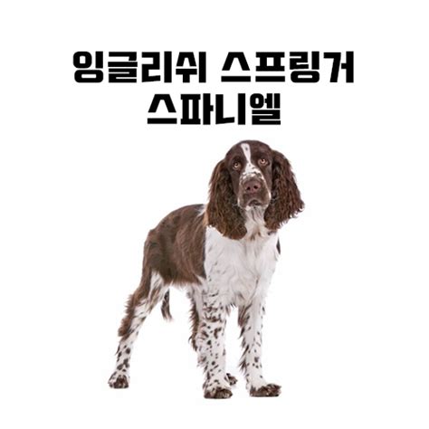 견종 잉글리쉬 스프링거 스파니엘