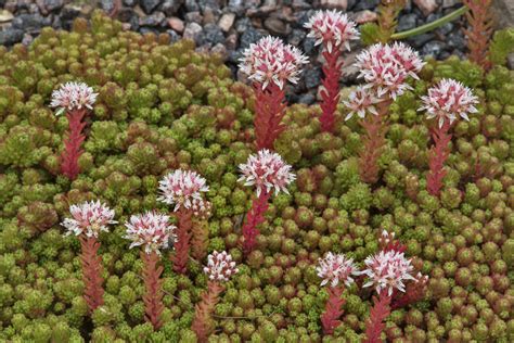 Седум coccineum (71 фото) - фото - картинки и рисунки: скачать бесплатно
